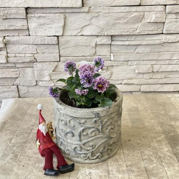 商品発送元：橋本種苗園オンラインストア家電・AV機器・カメラフリル咲きパンジースリールドランジュ花弁の縁がフリルのようになりオシャレな色合いの花を咲かせます 【分類】耐寒性一年草【開花期】11月〜5月【草丈】20〜30cm前後＊草丈は、参考...