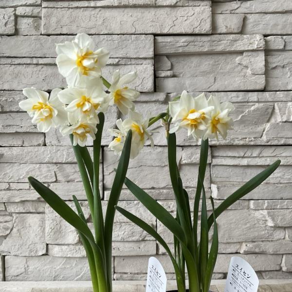 商品発送元：橋本種苗園オンラインストア家電・AV機器・カメラ見切品開花花が終了している 605円→275円  【商品名】房咲芳香水仙　八重咲【分類】球根植物【開花期】2月〜4月【草丈】20〜50cm前後＊草丈は、参考にしていただく一般的なサ...