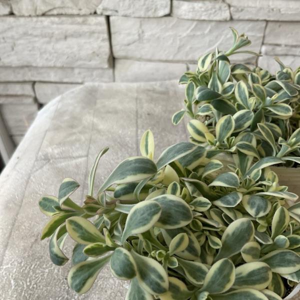 商品発送元：橋本種苗園オンラインストア家電・AV機器・カメラ【商品名】シレネ　ユニフローラ【分類】多年草【開花期】4月【草丈】20〜30cm前後【管理場所】日当たりの良いところ【鉢の大きさ】2.5寸ポット斑入りの鮮やかな葉っぱと白い可愛いお...