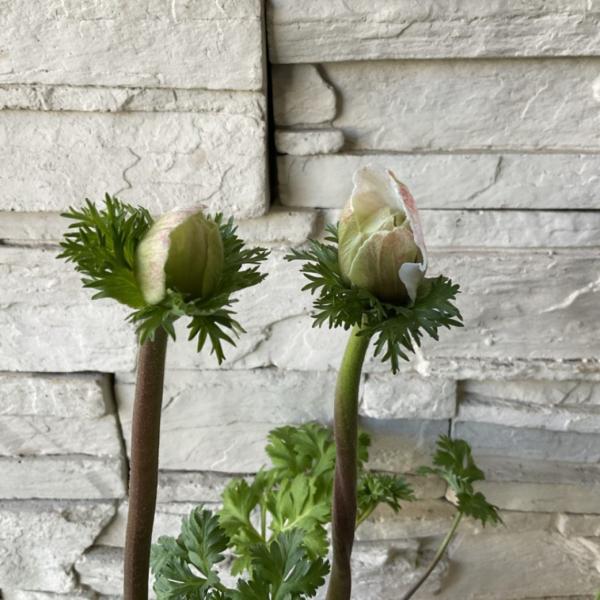 商品発送元：橋本種苗園オンラインストア家電・AV機器・カメラ【商品名】レア　アネモネ　ホワイトブラックセンター 3.5寸ポット【分類】耐寒性球根植物【開花期】冬〜春【草丈】20〜40cm前後【管理場所】日当たりの良いところ【鉢の大きさ】3....