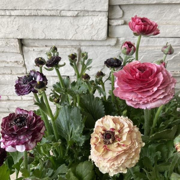 商品発送元：橋本種苗園オンラインストア家電・AV機器・カメラ【商品名】ラナンキュラス　イカロス　選べる♪3色【分類】球根植物【開花期】4月〜5月【草丈】30cm前後＊草丈は、参考にしていただく一般的なサイズで土地や育て方によって異なります。...