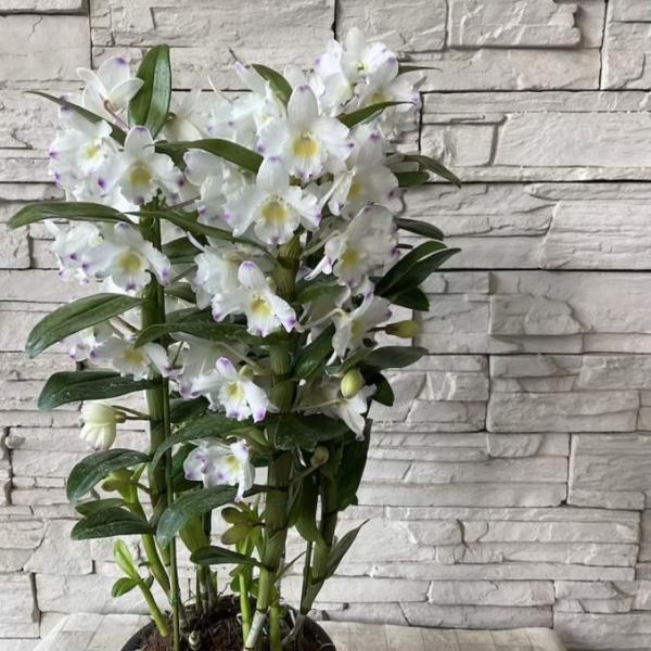 商品発送元：橋本種苗園オンラインストア家電・AV機器・カメラ【商品名】デンドロビウム　【分類】多年草【開花期】1月初旬〜7月＊草丈は、参考にしていただく一般的なサイズで土地や育て方によって異なります。 ＊画像は、イメージで現品のお届けとは限...