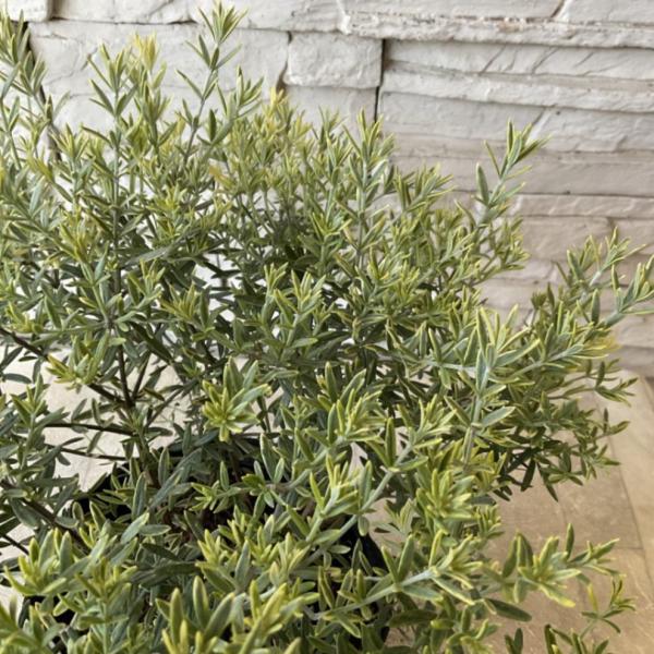 商品発送元：橋本種苗園オンラインストア家電・AV機器・カメラ【商品名】ウエストリンギア　モーニングライト 5寸ポット【分類】半耐寒性常緑低木【開花期】4月〜10月＊草丈は、参考にしていただく一般的なサイズで土地や育て方によって異なります。【...