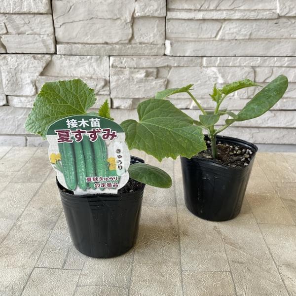 商品発送元：橋本種苗園オンラインストア家電・AV機器・カメラ【野菜苗】実生　キュウリ　夏すずみ※時期により草丈や状態は写真と異なります。品種の説明夏秋キュウリの定番品です。果長21〜22cm。うどんこ病やべと病などの病気にも強く、育てやすい...