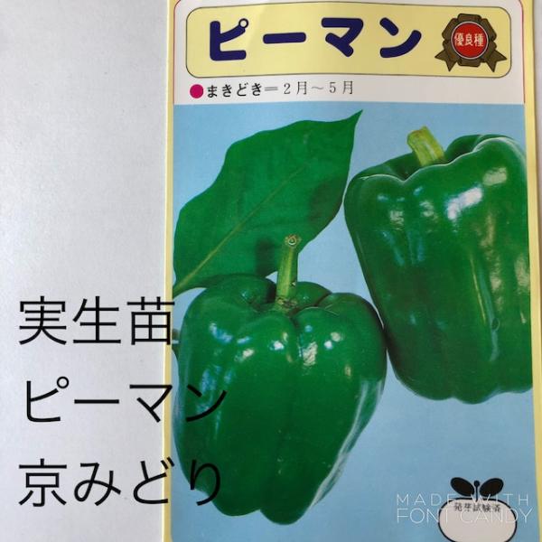 商品発送元：橋本種苗園オンラインストア家電・AV機器・カメラ家庭菜園におすすめ&amp;amp;#9835;定番品種実生苗　ピーマン　※写真はイメージです。　時期や生産者により苗の大きさが変わります。※連作する場合は接木苗をお買い求めくださ...