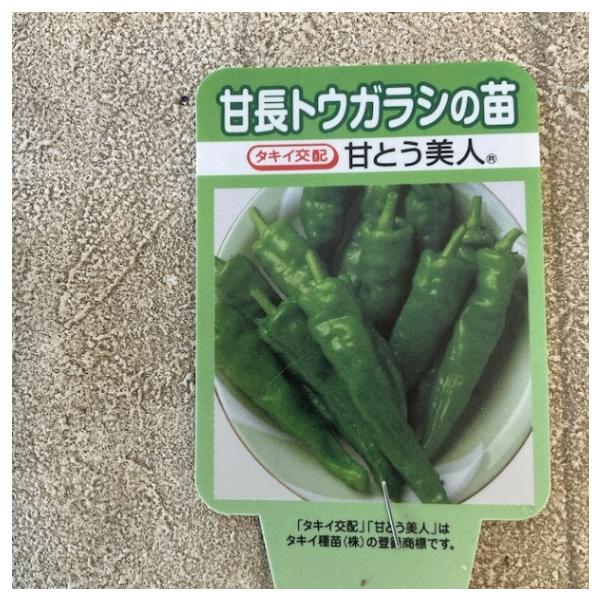 商品発送元：橋本種苗園オンラインストア家電・AV機器・カメラ【野菜苗】甘とう美人※写真は4月中旬の様子です。時期により草丈や状態は写真と異なります。※5月1日〜14日の間の野菜苗の発送・お問い合わせの返信はできません在庫の変動が激しい商品で...