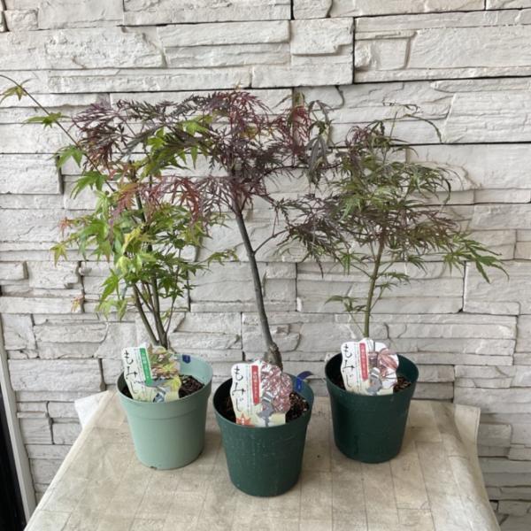 商品発送元：橋本種苗園オンラインストアフラワー・ガーデニング【商品名】もみじ　選べる♪9種【分類】高木【開花期】4月中旬〜5月上旬【草丈】5〜25m前後＊草丈は、参考にしていただく一般的なサイズで土地や育て方によって異なります。【管理場所】...