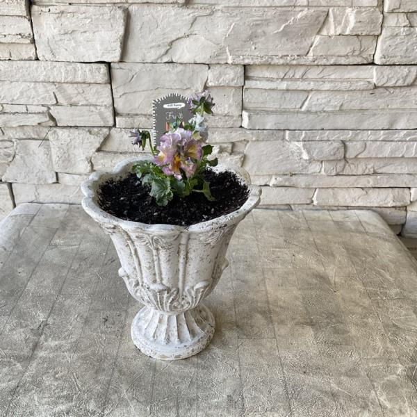 商品発送元：橋本種苗園オンラインストア家電・AV機器・カメラ【商品名】フリルパンジー　フルーツボンボン　鉢植え【分類】耐寒性一年草【開花期】10月下旬〜5月下旬　【管理場所】日当たりの良いところ＊植物の成長や季節によっては、開花していなかっ...