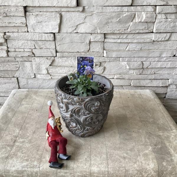 商品発送元：橋本種苗園オンラインストア家電・AV機器・カメラ【商品名】ビオラ　歌劇スター　鉢植え【分類】耐寒性一年草【開花期】11月〜5月【草丈】10〜15cm前後＊草丈は、参考にしていただく一般的なサイズで土地や育て方によって異なります。...