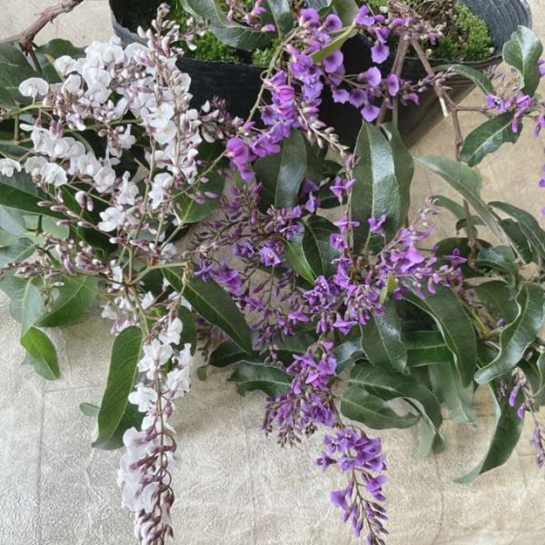 商品発送元：橋本種苗園オンラインストア家電・AV機器・カメラ【商品名】ハーデンベルギア選べる♪3色【分類】つる性常緑低木【開花期】2月〜4月【草丈】30〜150cm前後＊草丈は、参考にしていただく一般的なサイズで土地や育て方によって異なりま...