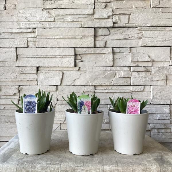 商品発送元：橋本種苗園オンラインストア家電・AV機器・カメラ【商品名】ヒヤシンス　5寸鉢【分類】球根植物【開花期】春【草丈】15〜25cm前後＊草丈は、参考にしていただく一般的なサイズで土地や育て方によって異なります。【管理場所】日当たりの...