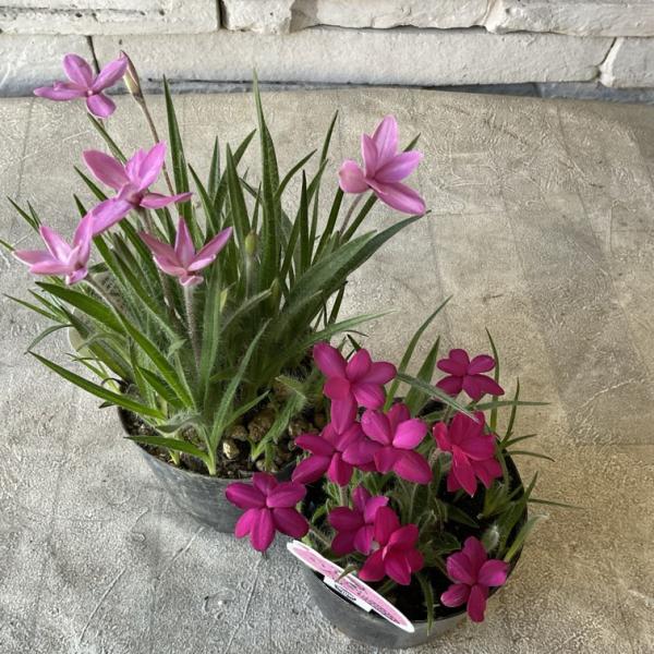 商品発送元：橋本種苗園オンラインストア家電・AV機器・カメラ【商品名】アッツ桜  【分類】球根植物【開花期】5月〜6月【草丈】5〜15cm前後＊草丈は、参考にしていただく一般的なサイズで土地や育て方によって異なります。【管理場所】窓越しの日...