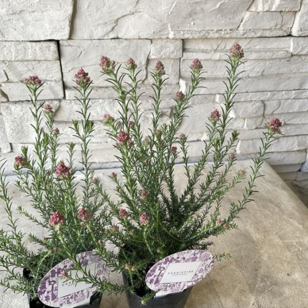 商品発送元：橋本種苗園オンラインストア家電・AV機器・カメラ【商品名】ライスフラワー  【分類】常緑低木【開花期】4月〜6月【草丈】30cm〜＊草丈は、参考にしていただく一般的なサイズで土地や育て方によって異なります。【管理場所】日当たりの...