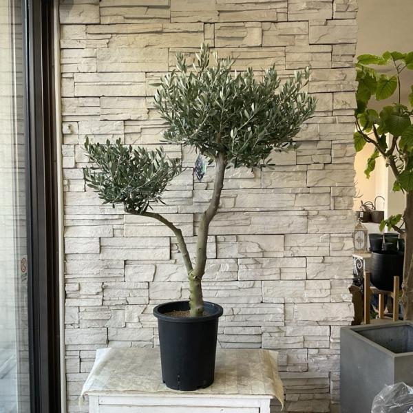 商品発送元：橋本種苗園オンラインストア家電・AV機器・カメラ人気のSOUJUさんのオリーブの木　  現在の樹高　約110cm前後  鉢含む葉の広がり　約65cm前後 置き場所　　日当たりの良い場所東北地方、山間部など寒い地域では冬は軒先に入...