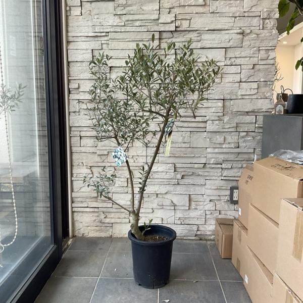 商品発送元：橋本種苗園オンラインストア家電・AV機器・カメラ【souju 】香川県産オリーブの木　オリーミー　【分類】耐寒性常緑高木【開花期】5月中旬〜6月上旬【管理場所】日当たりの良いところ東北地方、山間部など寒い地域では冬は軒先に入れて...