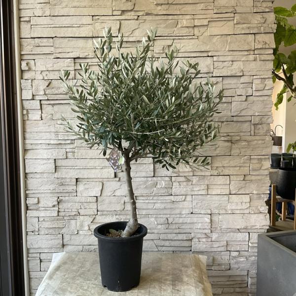 商品発送元：橋本種苗園オンラインストア家電・AV機器・カメラ人気のSOUJUさんのオリーブの木　 現在の樹高　約100cm前後  鉢含む葉の広がり　約60cm前後  置き場所　　日当たりの良い場所東北地方、山間部など寒い地域では冬は軒先に入...