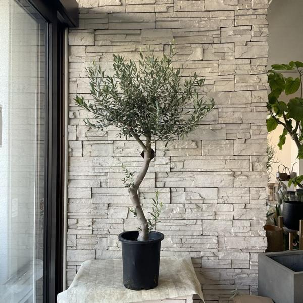 商品発送元：橋本種苗園オンラインストア家電・AV機器・カメラ人気のSOUJUさんのオリーブの木　 現在の樹高　約120cm前後 鉢含む葉の広がり　約60cm前後  置き場所　　日当たりの良い場所東北地方、山間部など寒い地域では冬は軒先に入れ...