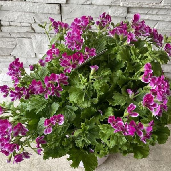 商品発送元：橋本種苗園オンラインストア家電・AV機器・カメラ【商品名】ペラルゴニウム【分類】多年草【開花期】早春&amp;#12316;初夏【草丈】30〜50cm前後＊草丈は、参考にしていただく一般的なサイズで土地や育て方によって異なります...