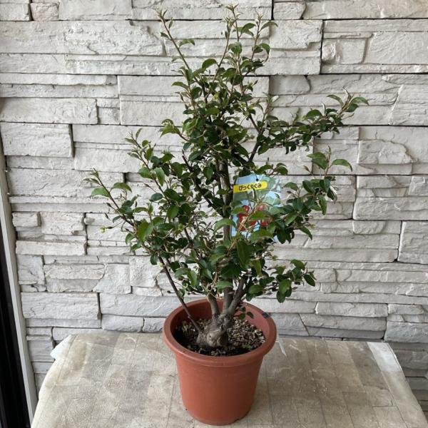 商品発送元：橋本種苗園オンラインストアフラワー・ガーデニング【商品名】ビックリグミ ６寸鉢【分類】落葉低木【開花期】4月〜5月【草丈】3m前後＊草丈は、参考にしていただく一般的なサイズで土地や育て方によって異なります。【管理場所】日当たりの...