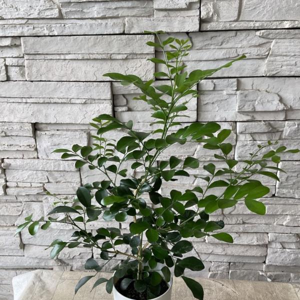 商品発送元：橋本種苗園オンラインストアフラワー・ガーデニング【商品名】ゲッキツ　4寸鉢【分類】常緑低木【鑑賞期】周年【草丈】2〜3m前後＊草丈は、参考にしていただく一般的なサイズで土地や育て方によって異なります。【管理場所】日当たりの良いと...