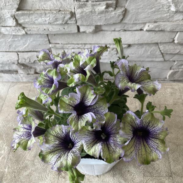 商品発送元：橋本種苗園オンラインストア家電・AV機器・カメラ【商品名】ペチュニア　アマゾネス　プラムコカトゥ 3.5寸ポット【分類】非耐寒性多年草【開花期】5月〜10月【草丈】20〜40cm前後＊草丈は、参考にしていただく一般的なサイズで土...