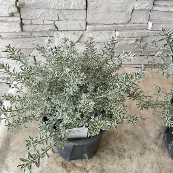 商品発送元：橋本種苗園オンラインストア家電・AV機器・カメラ【商品名】ウエストリンギア　スモーキーホワイト　5寸鉢【分類】常緑低木【開花期】4月〜10月【草丈】100〜150cm＊草丈は、参考にしていただく一般的なサイズで土地や育て方によっ...