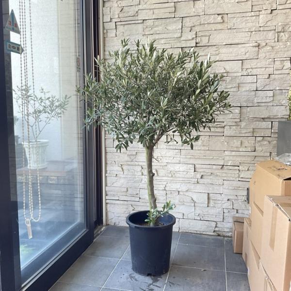 商品発送元：橋本種苗園オンラインストア家電・AV機器・カメラ人気のSOUJUさんのオリーブの木　サイズ　9号鉢　 現在の樹高　約125cm前後  鉢含む葉の広がり　約60cm前後品種　シプレッシーノ 置き場所　　日当たりの良い場所東北地方、...