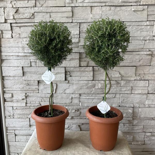 商品発送元：橋本種苗園オンラインストアフラワー・ガーデニング【商品名】【送料無料】ローズマリー　這性 7寸鉢【分類】耐寒性常緑低木【開花期】春〜秋【草丈】2m前後　這性＊草丈は、参考にしていただく一般的なサイズで土地や育て方によって異なりま...