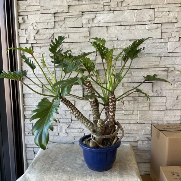 商品発送元：橋本種苗園オンラインストアフラワー・ガーデニング【商品名】【送料無料】【観葉植物】クッカバラ 8寸鉢【分類】観葉植物【鑑賞期】周年【草丈】30〜100cm前後＊草丈は、参考にしていただく一般的なサイズで土地や育て方によって異なり...