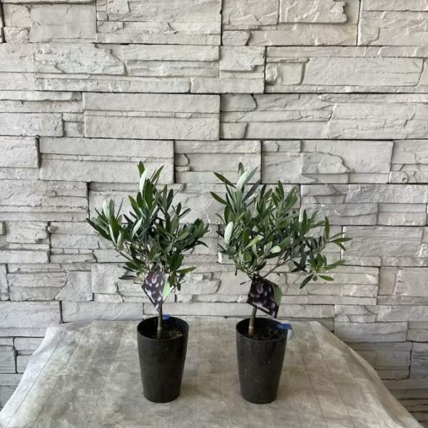 商品発送元：橋本種苗園オンラインストア家電・AV機器・カメラ【商品名】【souju】香川県産オリーブの木　3号鉢　【分類】常緑高木【開花期】&amp;#8203;5月〜6月頃【草丈】2m前後〜＊草丈は、参考にしていただく一般的なサイズで土地...
