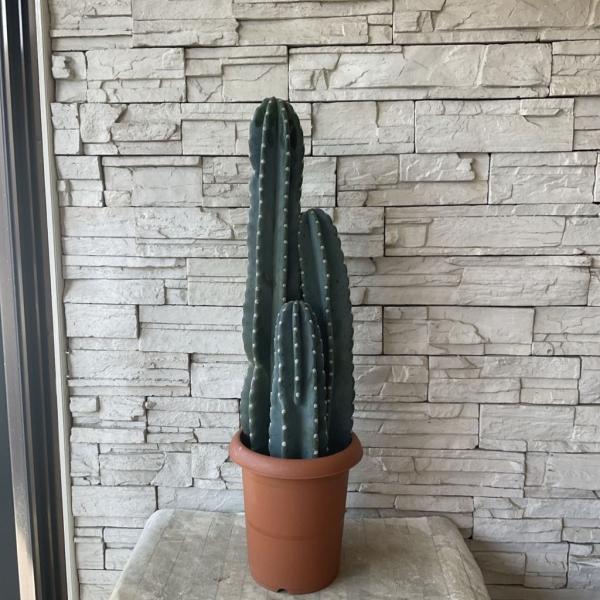 商品発送元：橋本種苗園オンラインストア家電・AV機器・カメラ【商品名】【送料無料】【観葉植物】柱サボテン 7寸鉢【分類】観葉植物【開花期】夏【草丈】30cm〜2m前後＊草丈は、参考にしていただく一般的なサイズで土地や育て方によって異なります...