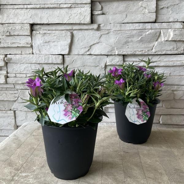 商品発送元：橋本種苗園オンラインストア家電・AV機器・カメラ【商品名】甘木リンドウ　ここみ舞  4.5寸ポット【分類】宿根草【開花期】9月下旬〜11月頃【草丈】20〜30cm前後＊草丈は、参考にしていただく一般的なサイズで土地や育て方によっ...