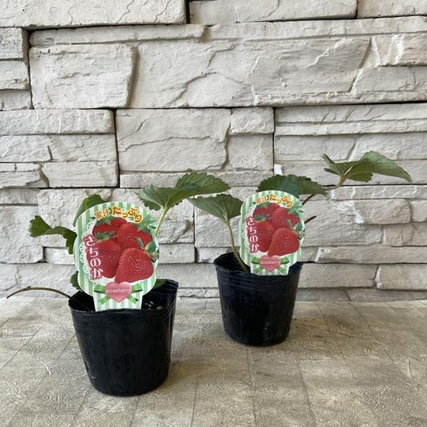 商品発送元：橋本種苗園オンラインストア家電・AV機器・カメラ【商品名】イチゴ　さちのか  3寸ポット【分類】多年草【結実期】4月〜6月【草丈】15〜20cm前後＊草丈は、参考にしていただく一般的なサイズで土地や育て方によって異なります。【管...