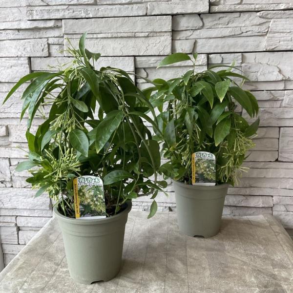 商品発送元：橋本種苗園オンラインストア家電・AV機器・カメラ見切品葉数が少ない葉傷みがある1100円→550円  【商品名】夜香木　（ナイトブルーミングジャスミン） 5寸鉢【分類】半蔓性常緑低木【開花期】6月〜10月【草丈】20cm前後〜＊...