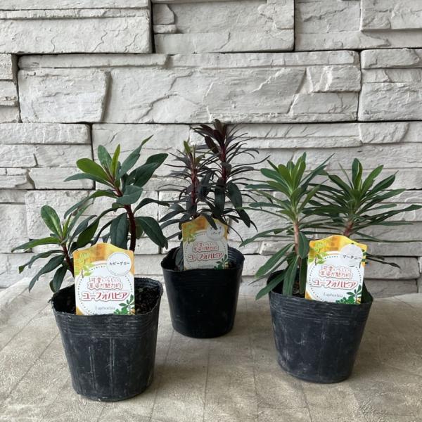 商品発送元：橋本種苗園オンラインストア家電・AV機器・カメラ【商品名】ユーフォルビア　選べる♪３種 3.5寸ポット【分類】宿根草【開花期】春【草丈】20〜80cm前後＊草丈は、参考にしていただく一般的なサイズで土地や育て方によって異なります...