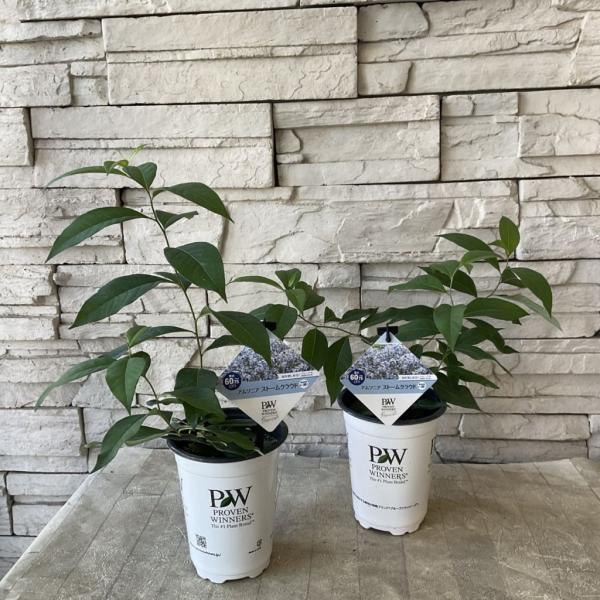 商品発送元：橋本種苗園オンラインストア家電・AV機器・カメラ【商品名】アムソニア　ストームクラウド 3.5寸ポット【分類】宿根草【開花期】5月〜6月【草丈】60〜90cm前後＊草丈は、参考にしていただく一般的なサイズで土地や育て方によって異...