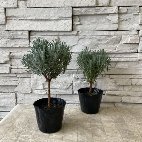 商品発送元：橋本種苗園オンラインストア家電・AV機器・カメラ【商品名】ラベンダー　グロッソ　スタンダード仕立て 3.5寸ポット【分類】多年草【開花期】初夏【草丈】70〜100cm前後＊草丈は、参考にしていただく一般的なサイズで土地や育て方に...