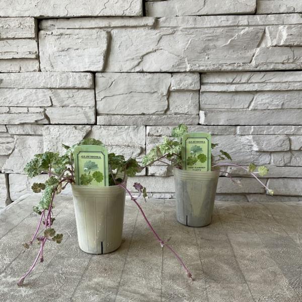 商品発送元：橋本種苗園オンラインストア家電・AV機器・カメラ【商品名】グレコマ　レッドステム 2.5寸ポット【分類】宿根草【開花期】4月〜5月【草丈】5〜10cm前後＊草丈は、参考にしていただく一般的なサイズで土地や育て方によって異なります...