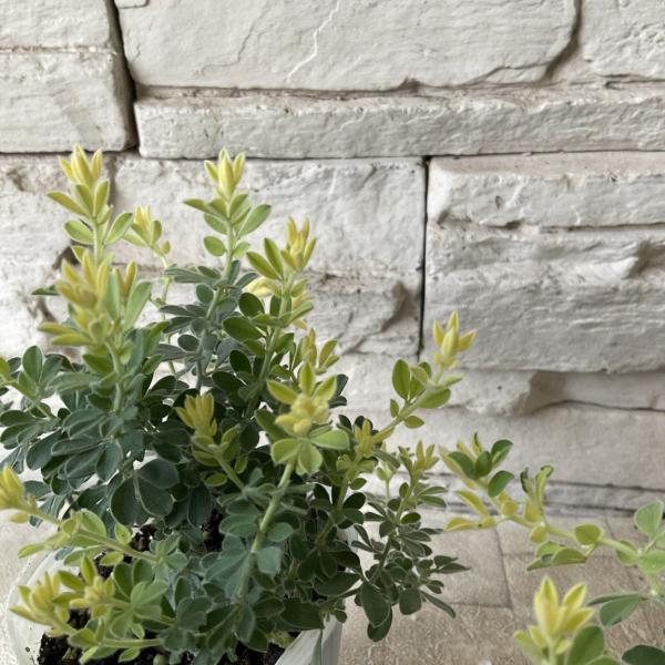 商品発送元：橋本種苗園オンラインストア家電・AV機器・カメラ【商品名】ロータス　ブリムストーン 2.5寸ポット【分類】多年草【開花期】初夏【草丈】20〜60cm前後＊草丈は、参考にしていただく一般的なサイズで土地や育て方によって異なります。...