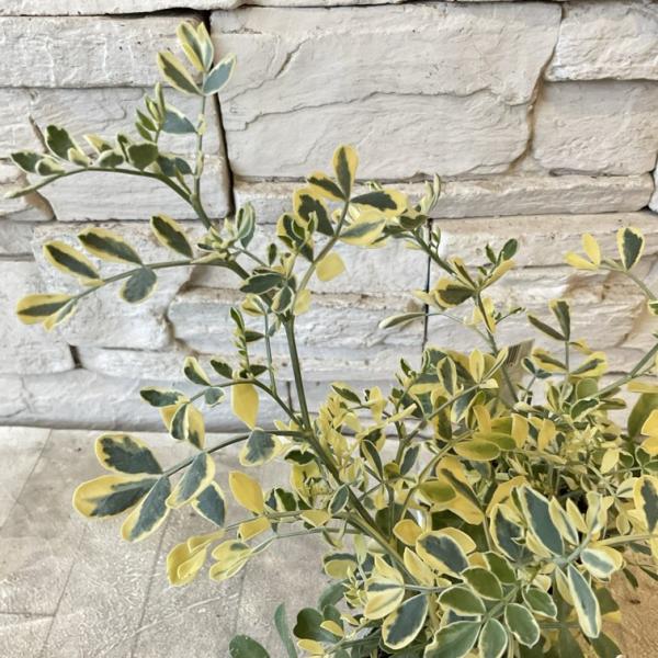 商品発送元：橋本種苗園オンラインストア家電・AV機器・カメラ【商品名】コロニラ　バレンティノバリエガータ 2.5寸ポット【分類】常緑低木【開花期】2月〜5月【草丈】30〜100cm前後＊草丈は、参考にしていただく一般的なサイズで土地や育て方...