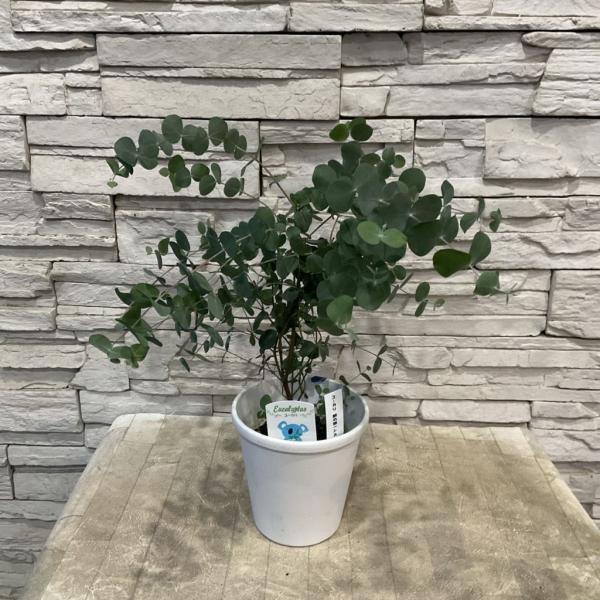 商品発送元：橋本種苗園オンラインストア家電・AV機器・カメラ【商品名】ユーカリ　シネレア 5寸鉢【分類】半耐寒性常緑性高木【開花期】11月〜5月【草丈】2m〜＊草丈は、参考にしていただく一般的なサイズで土地や育て方によって異なります。【管理...