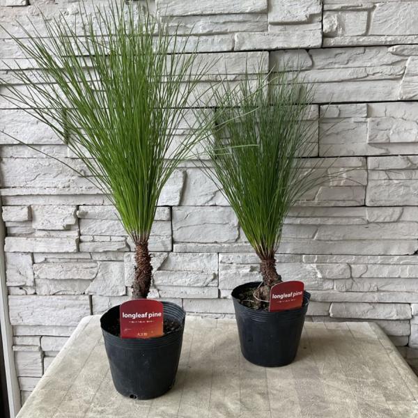 商品発送元：橋本種苗園オンラインストア家電・AV機器・カメラ【商品名】大王松 4.5寸ポット【分類】常緑針葉／高木【開花期】4月〜6月【草丈】25ｍ〜30ｍ前後＊草丈は、参考にしていただく一般的なサイズで土地や育て方によって異なります。【管...