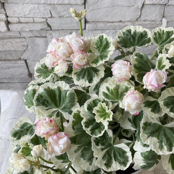 商品発送元：橋本種苗園オンラインストア家電・AV機器・カメラ＊必ずお読みください。こちらのゼラニウムは葉の白斑がとても綺麗な品種ですが、白斑の葉はとても繊細で寒さや暑さによって、また輸送中のスレや蒸れなどで葉の淵や下葉が茶色くなりやすい品種...