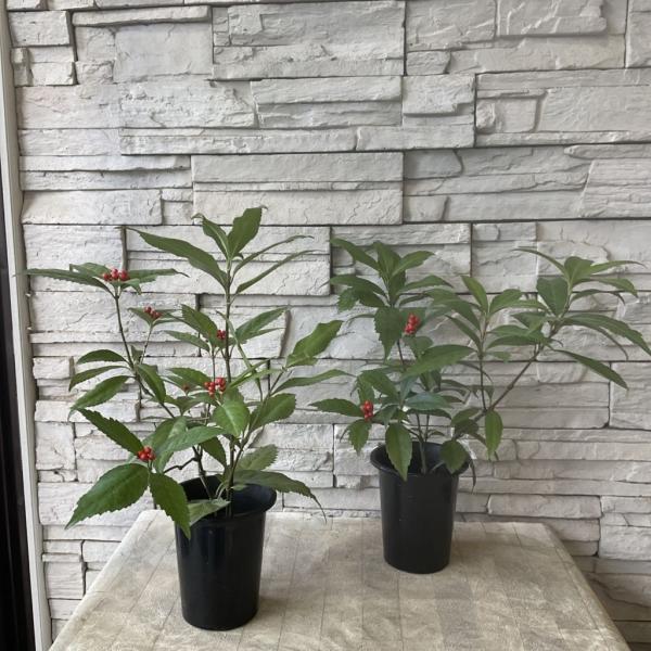 商品発送元：橋本種苗園オンラインストア家電・AV機器・カメラ【商品名】千両　赤実 4寸鉢【分類】耐寒性常緑低木【開花期】6月【草丈】70cm前後＊草丈は、参考にしていただく一般的なサイズで土地や育て方によって異なります。【管理場所】夏は日陰...