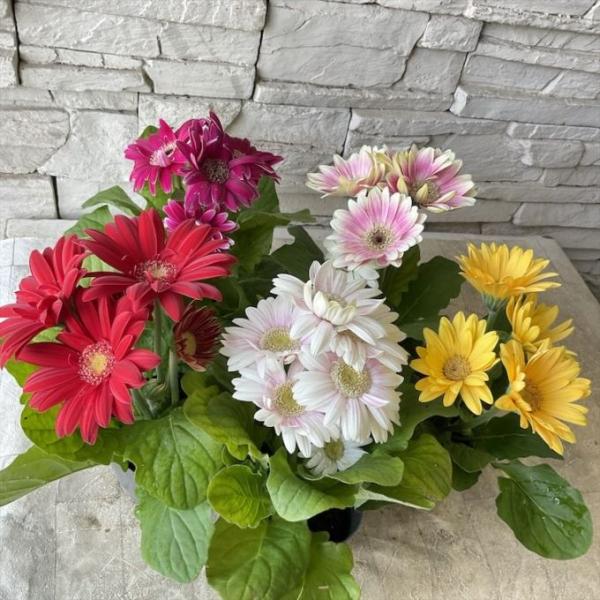 商品発送元：橋本種苗園オンラインストア家電・AV機器・カメラガーベラは丈夫で育てやすいのが特徴です。 ビタミンカラーのイエロー系うすいピンク系濃いピンク系レッド系　からお選びください。 開花期　春&amp;#12316;秋 こちらは1鉢ずつ...