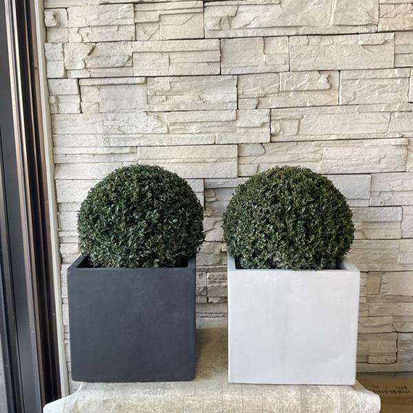 商品発送元：橋本種苗園オンラインストア家電・AV機器・カメラ受注制作　キンメツゲ　角鉢植えご注文いただいてから植え込みます。 植え込んだ後、2&amp;#12316;3日養生させてから発送いたします。 鉢の大きさ　約29cm×29cm×27...