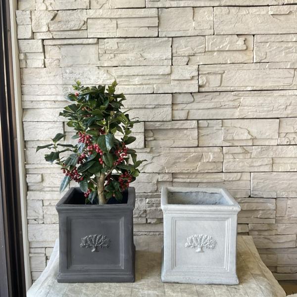 商品発送元：橋本種苗園オンラインストア家電・AV機器・カメラ受注制作　クリスマスホーリー（西洋ヒイラギ）角鉢植え ご注文いただいてから植え込みます。植え込んだ後、2&amp;#12316;3日養生させてから発送いたします。 鉢の大きさ　約2...