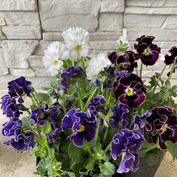 商品発送元：橋本種苗園オンラインストア家電・AV機器・カメラ【商品名】ビオラ　プティフール　選べる♪3色　3.5寸ポット【分類】一年草【開花期】10月〜5月【草丈】15〜20cm前後＊草丈は、参考にしていただく一般的なサイズで土地や育て方に...