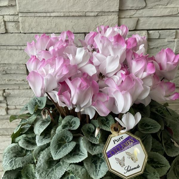 商品発送元：橋本種苗園オンラインストア家電・AV機器・カメラ【商品名】シクラメン　薄ピンク　7寸鉢【分類】耐寒性宿根草【開花期】秋〜早春【草丈】鉢底から約45cm＊草丈は、参考にしていただく一般的なサイズで土地や育て方によって異なります。【...