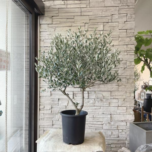 商品発送元：橋本種苗園オンラインストア家電・AV機器・カメラ人気のSOUJUさんのオリーブの木　 現在の樹高　約115cm前後  鉢含む葉の広がり　約70cm前後 置き場所　　日当たりの良い場所東北地方、山間部など寒い地域では冬は軒先に入れ...